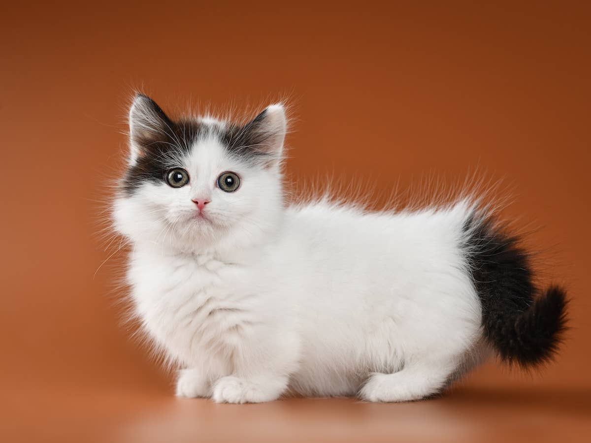 Munchkin Cat Walks Into Mom’s Room and Sounds Like She Says, 'Do You ...