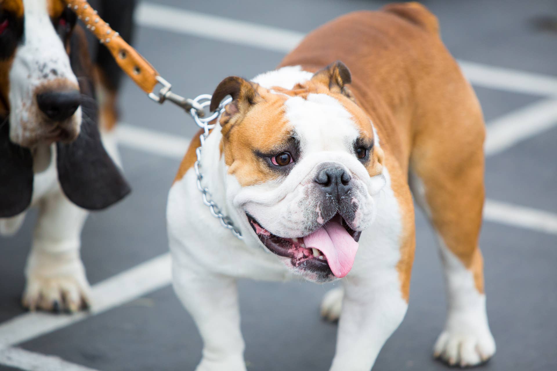 Dennis Quaid Brings Bulldog As Red Carpet Date -- and She Steals the ...