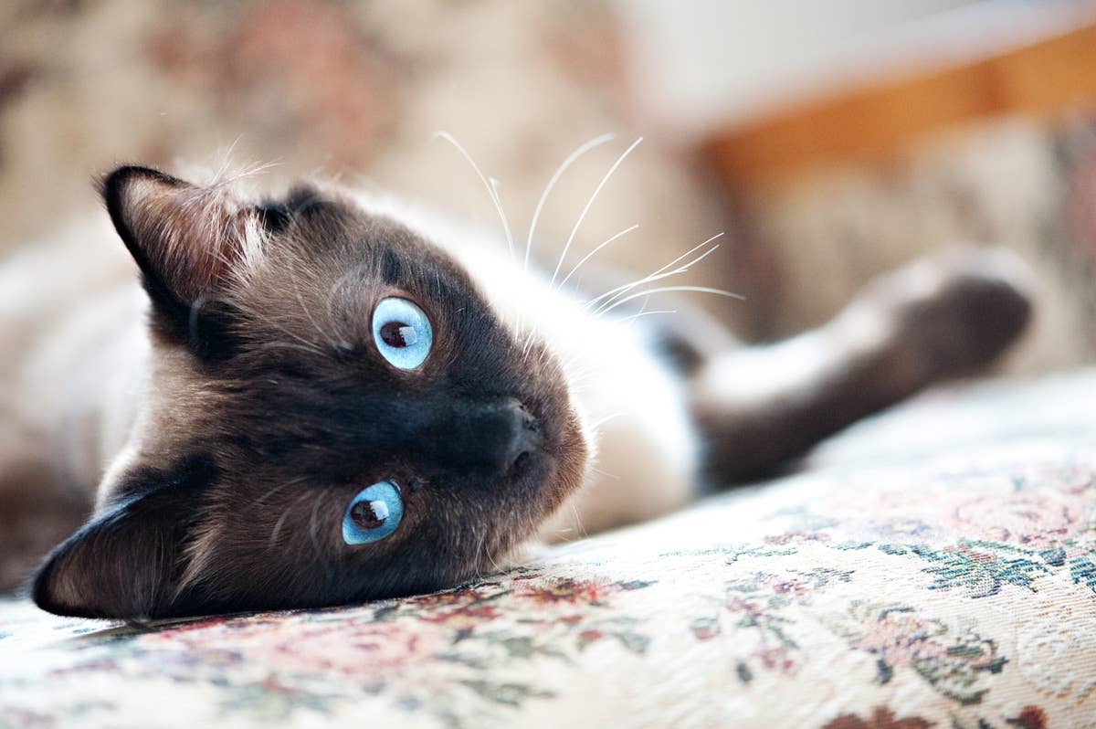 6 Best Lap Cats, According to Vets - Parade Pets