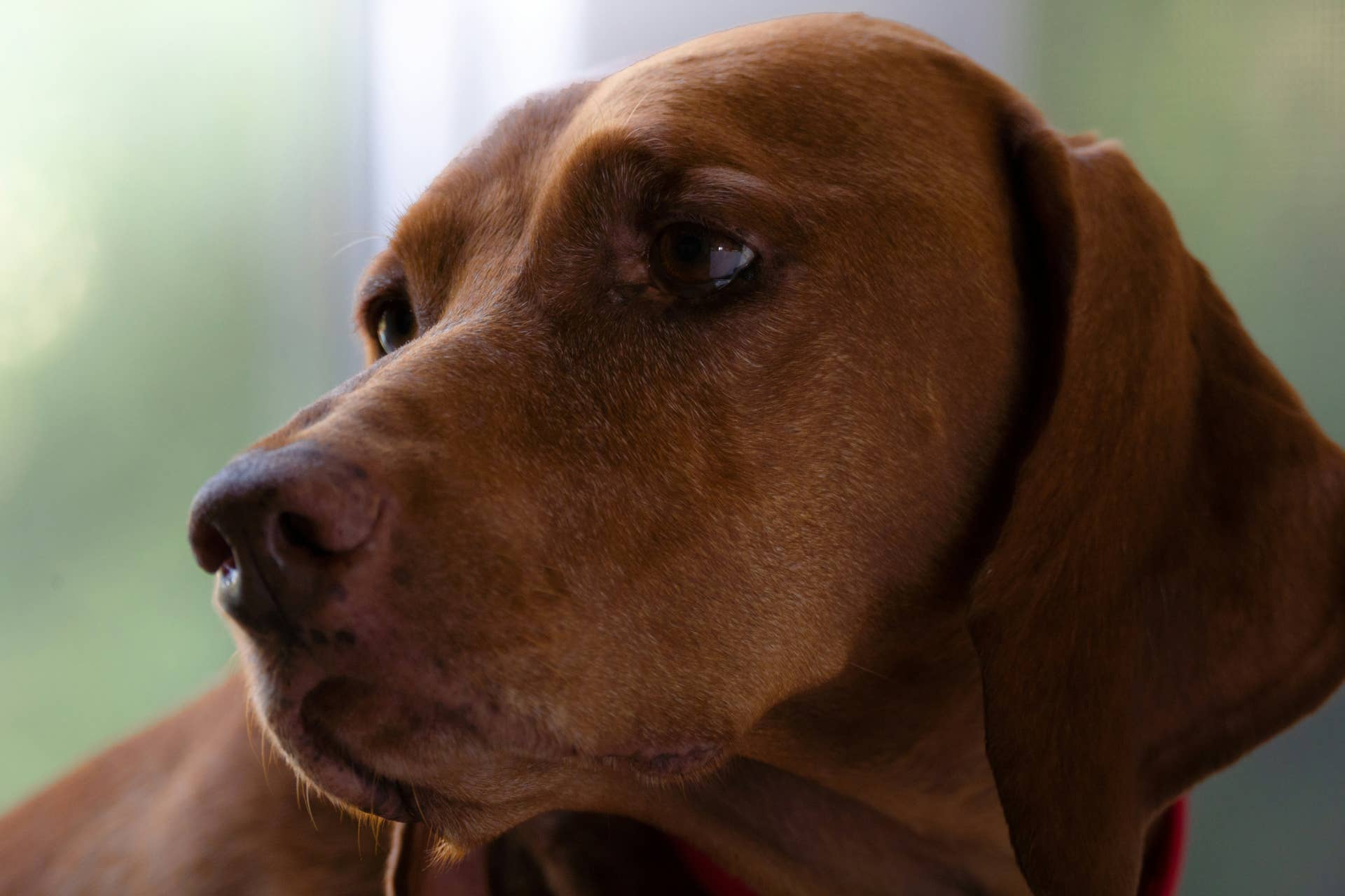 Abandoned Dog Found In a Trash Bag Transforms After Rescue and Gets the ...