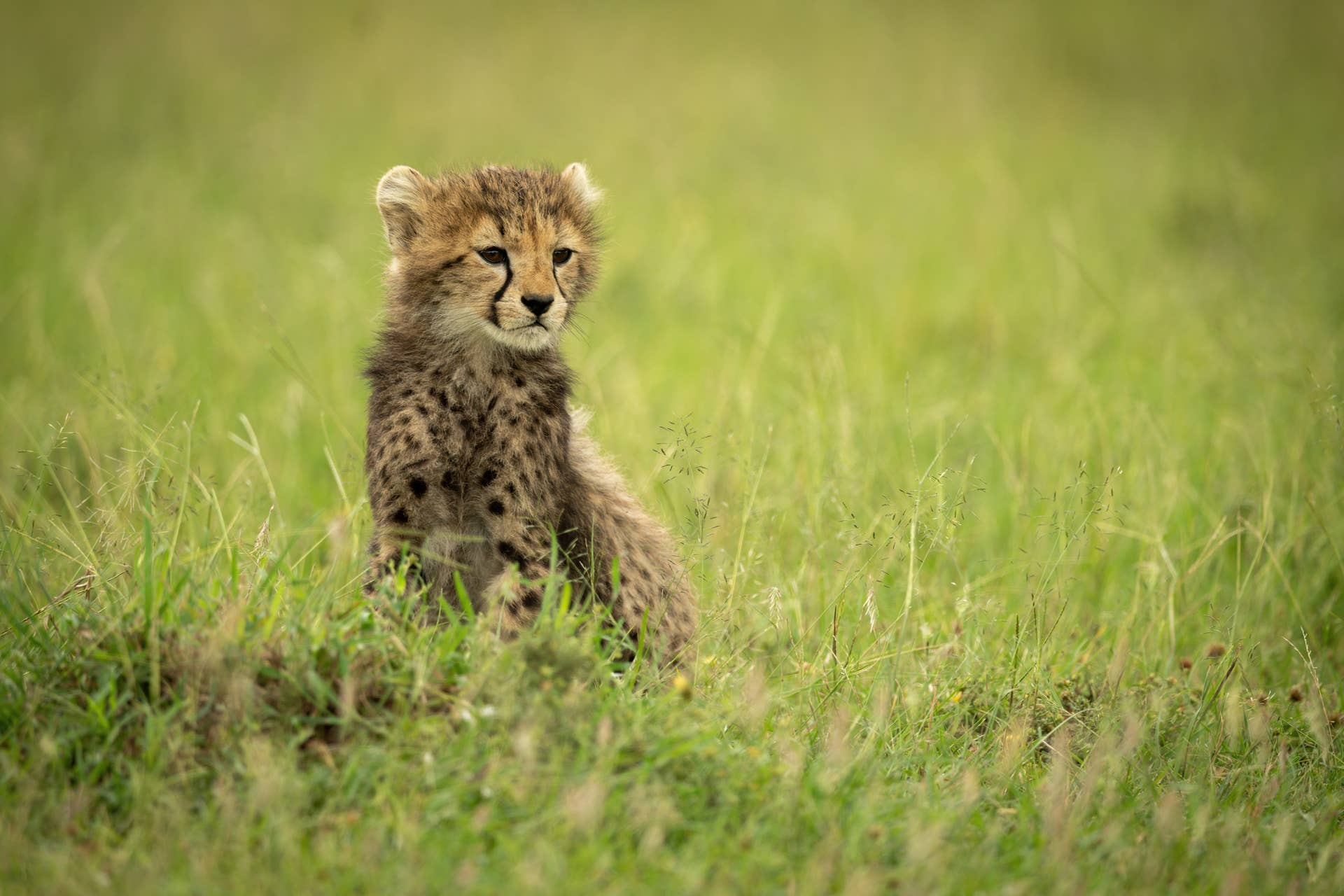 Baby Cheetah’s Chirps on Video Show Its Sweet Bond With Mom - Parade Pets