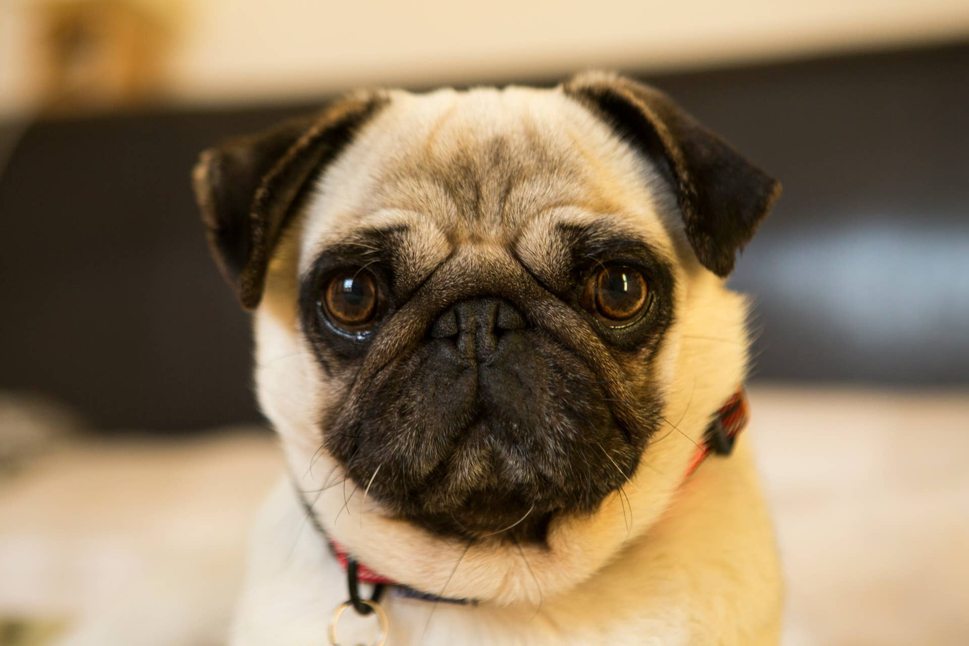 Pugs: Cute Photos, Funny Moments, and Big Personalities - Parade Pets
