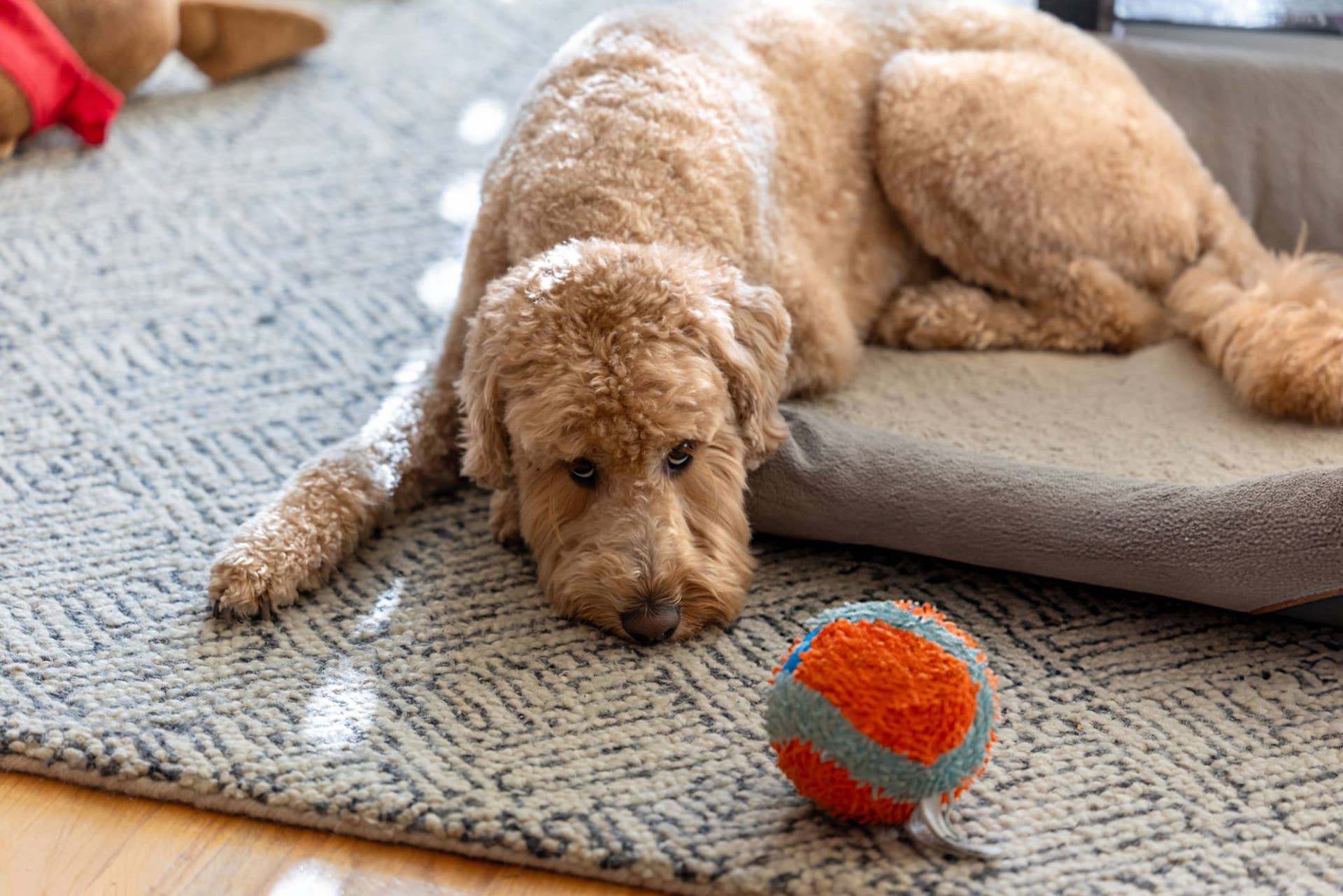 Goldendoodle's Attempt to Play With Human Baby Is Pure Sweetness ...