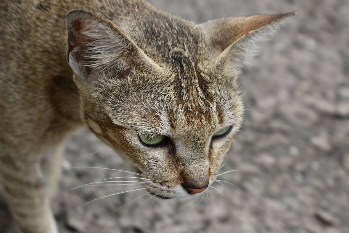 Cat Mom’s Years-Long Quest To Win Feral Cat’s Heart Ends With the ...