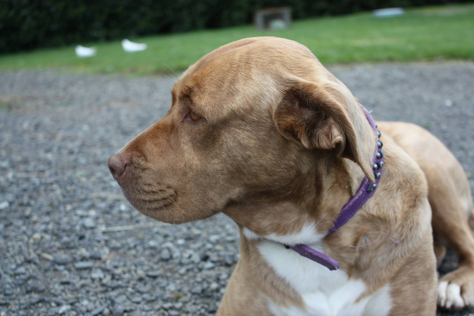 Shelter Dogs: Heartwarming Stories, Adoptions, and Happy Tails - Parade ...
