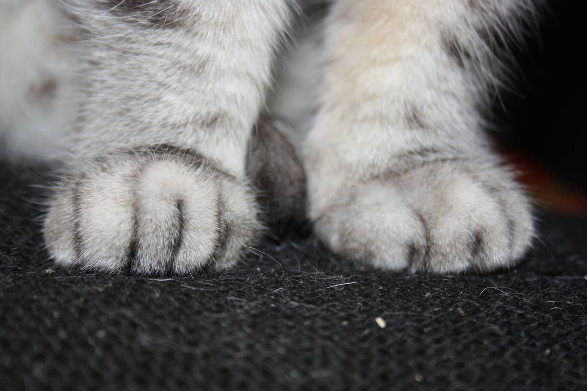 Ultra-Rare Silver Kittens Worth $20k Are the Most Gorgeous Jewelry ...
