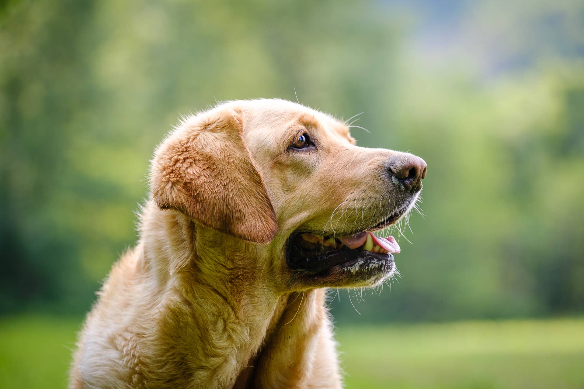 This Golden Retriever Mix Waits Each Day for Local Kids to Play ...