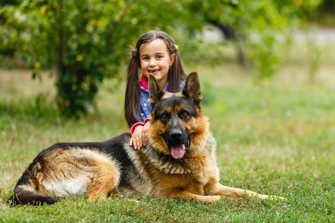 7 Gentle Giant Dog Breeds That Are Great Guard Dogs, Per Vets - Parade Pets