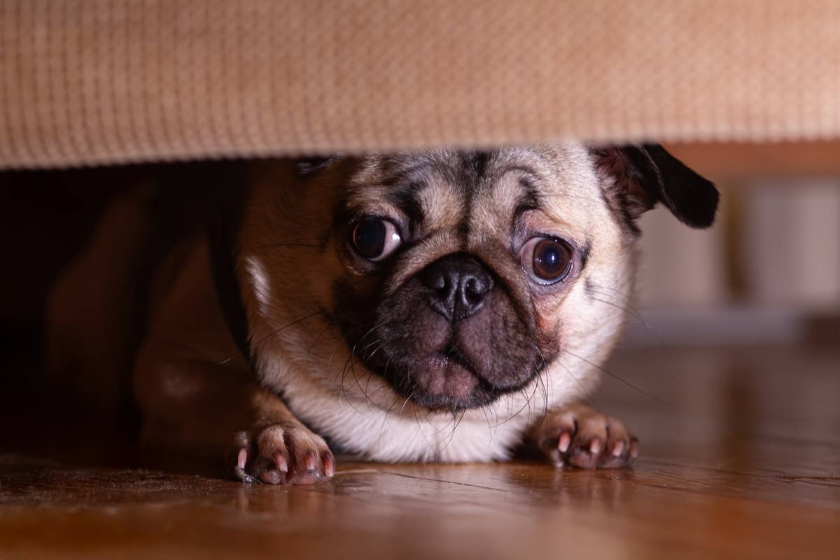 Pugs: Cute Photos, Funny Moments, and Big Personalities - Parade Pets