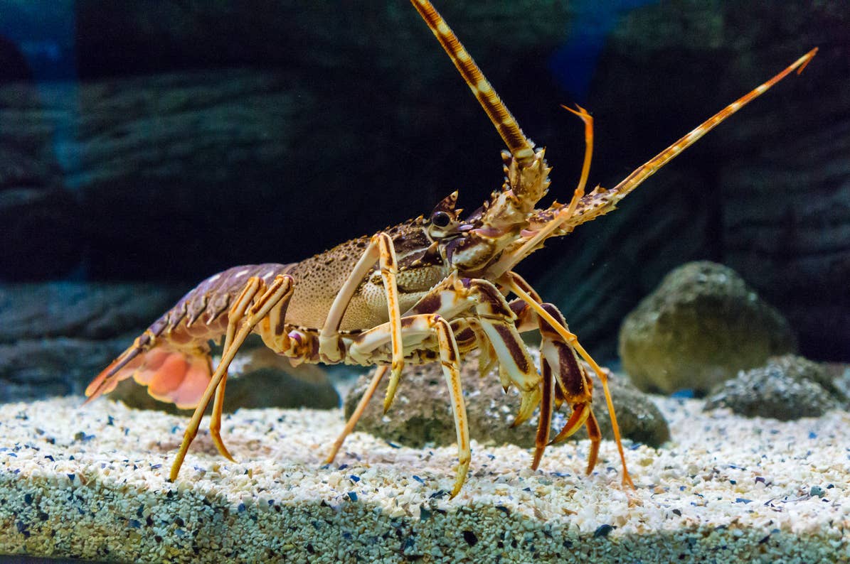 Rare 'Split-Colored' Lobster Caught off Cape Cod and It's Stunning ...