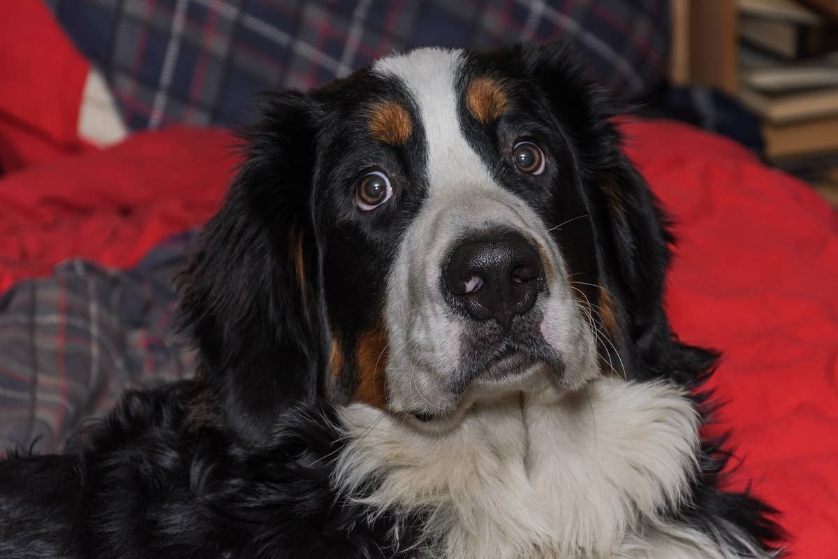 Bernese Mountain Dog's Emotional Reaction to a New Puppy Is Breaking ...