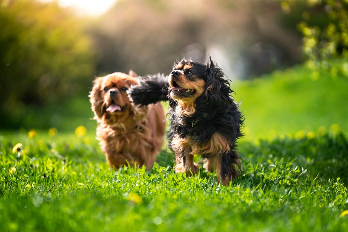 7 Dog Breeds That Are Best With Other Dogs - Parade Pets