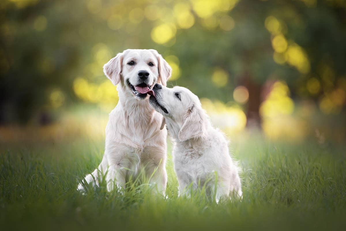7 Dog Breeds That Are Best With Other Dogs - Parade Pets
