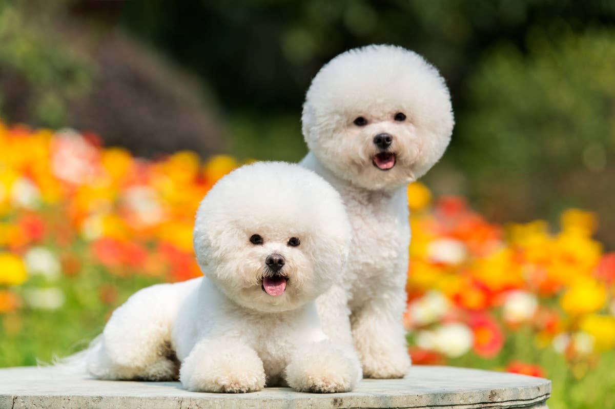 7 Dog Breeds That Are Best With Other Dogs - Parade Pets