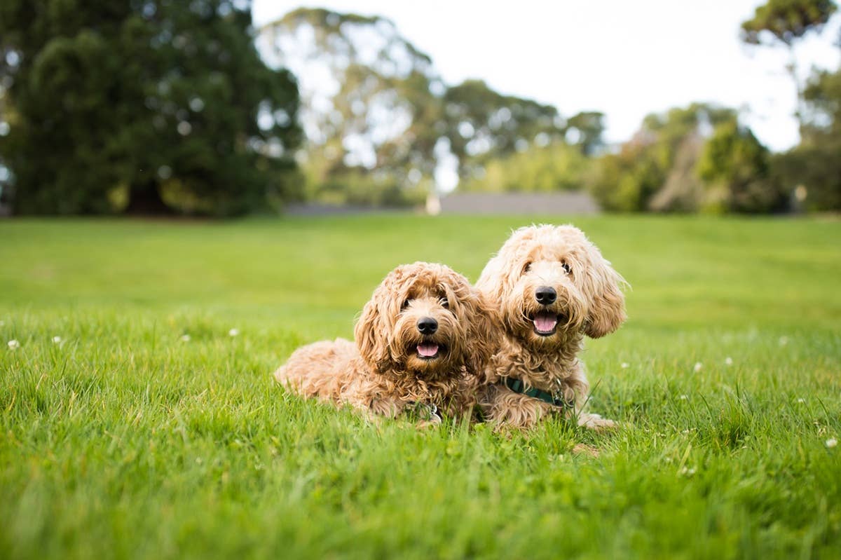 7 Dog Breeds That Are Best With Other Dogs - Parade Pets