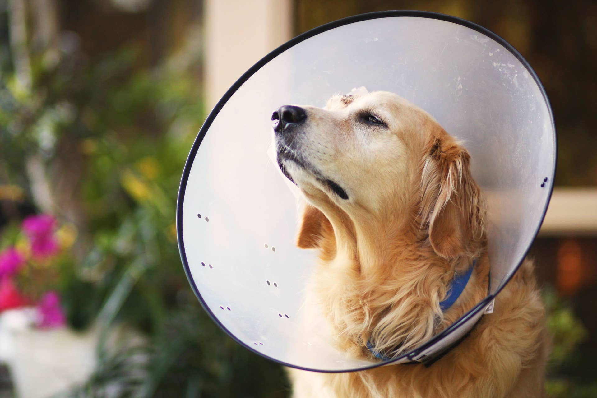 Golden Retriever Has Unique Reaction to ‘Cone of Shame’ - Parade Pets