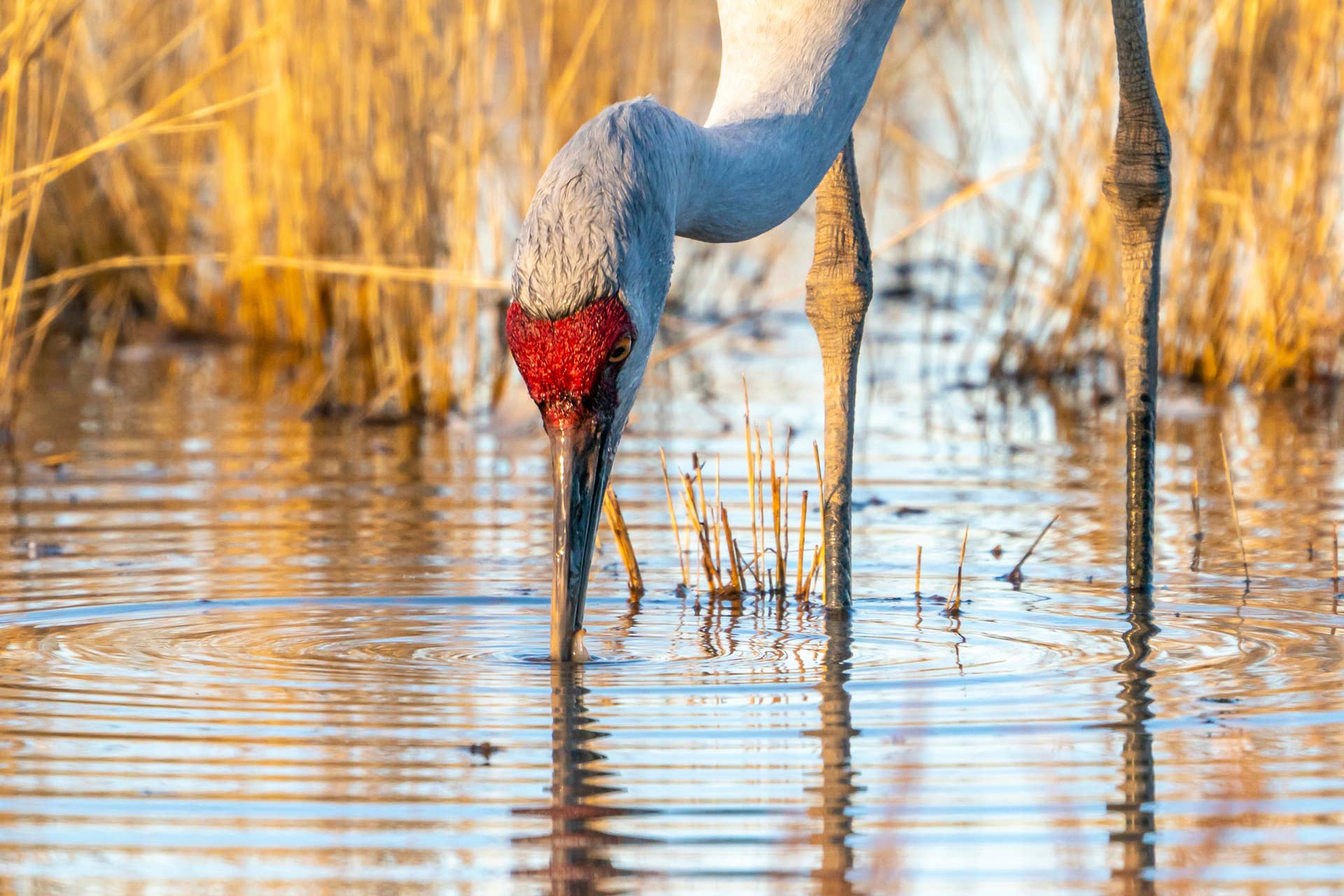 Sandhill Crane Confronted a Huge Alligator in Florida —Then Did ...
