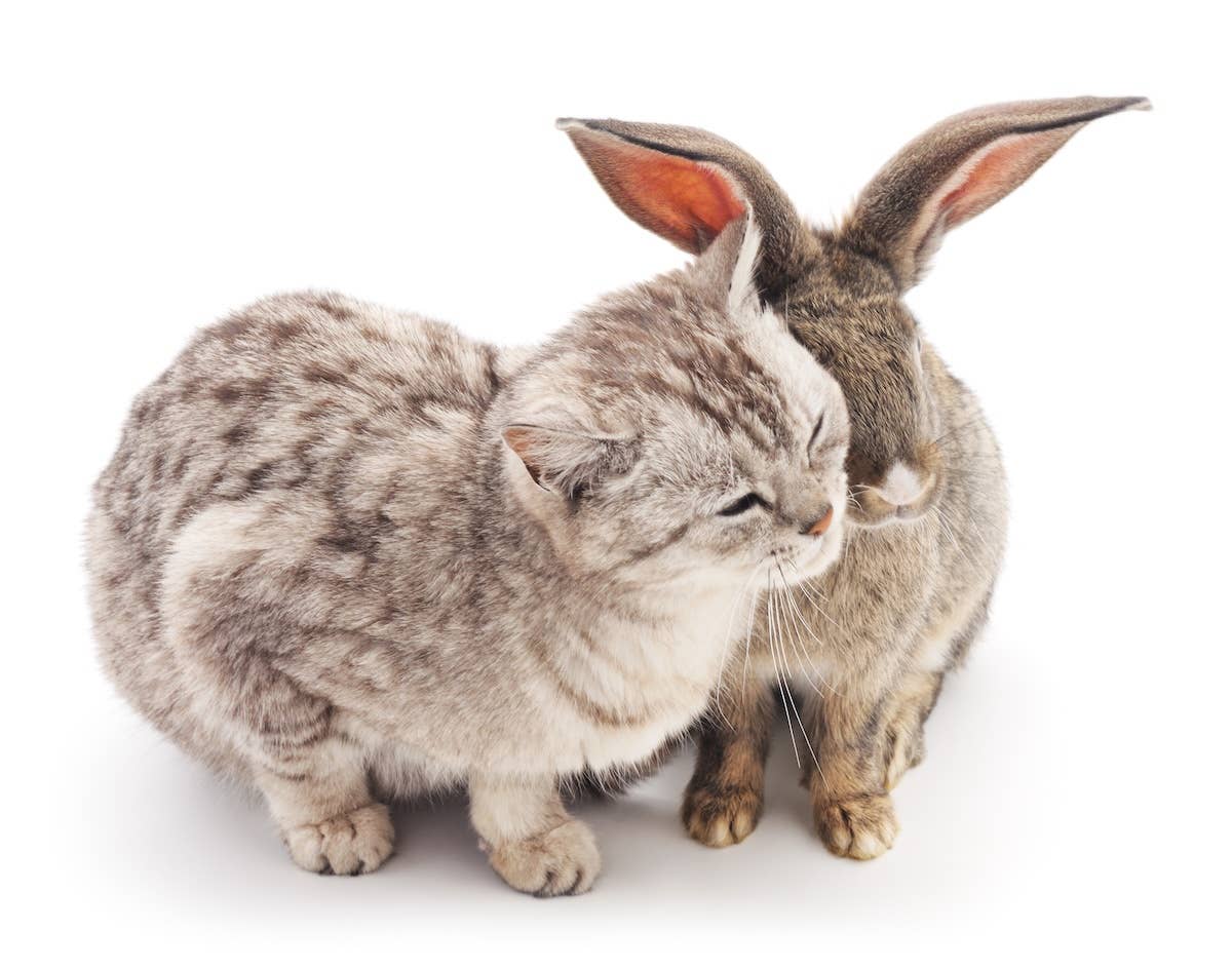 Little Cat Softly Pets His Bunny Sister Like He’s Taking Care of Her ...
