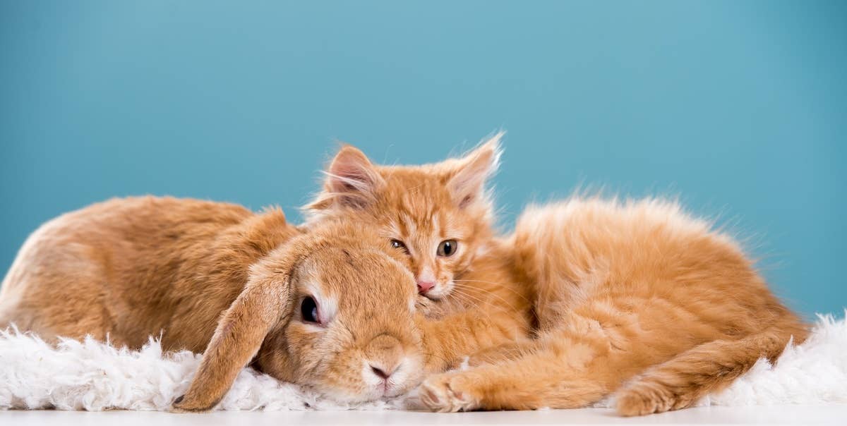 Little Cat Softly Pets His Bunny Sister Like He’s Taking Care of Her ...