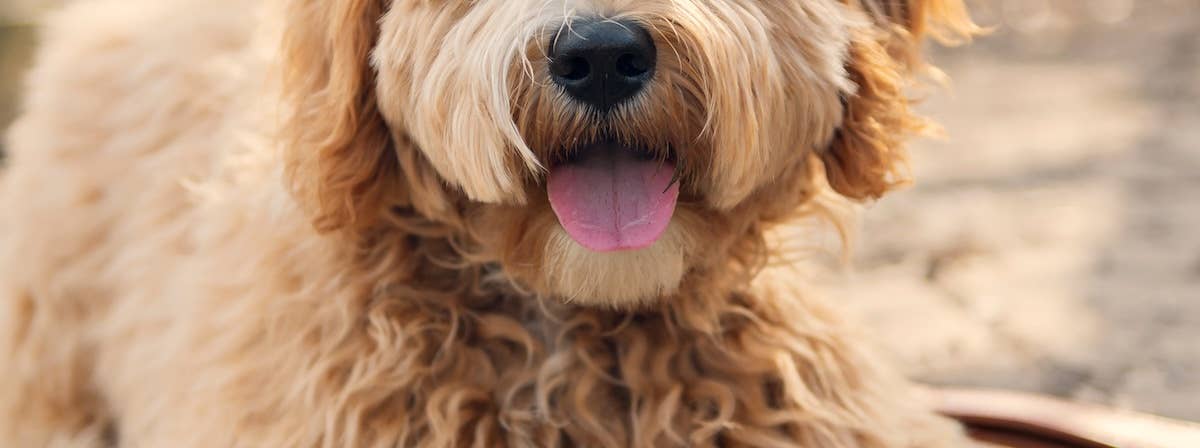 Super-Fluffy Doodle Puppy With Wild Hair Walks in and Starts Grumble ...