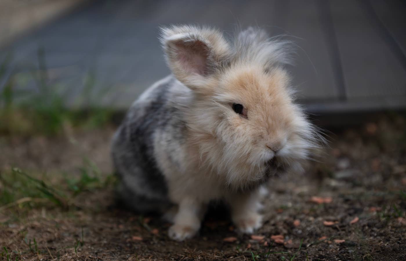 This Bunny Just Became the World’s Oldest-Living Rabbit - Parade Pets