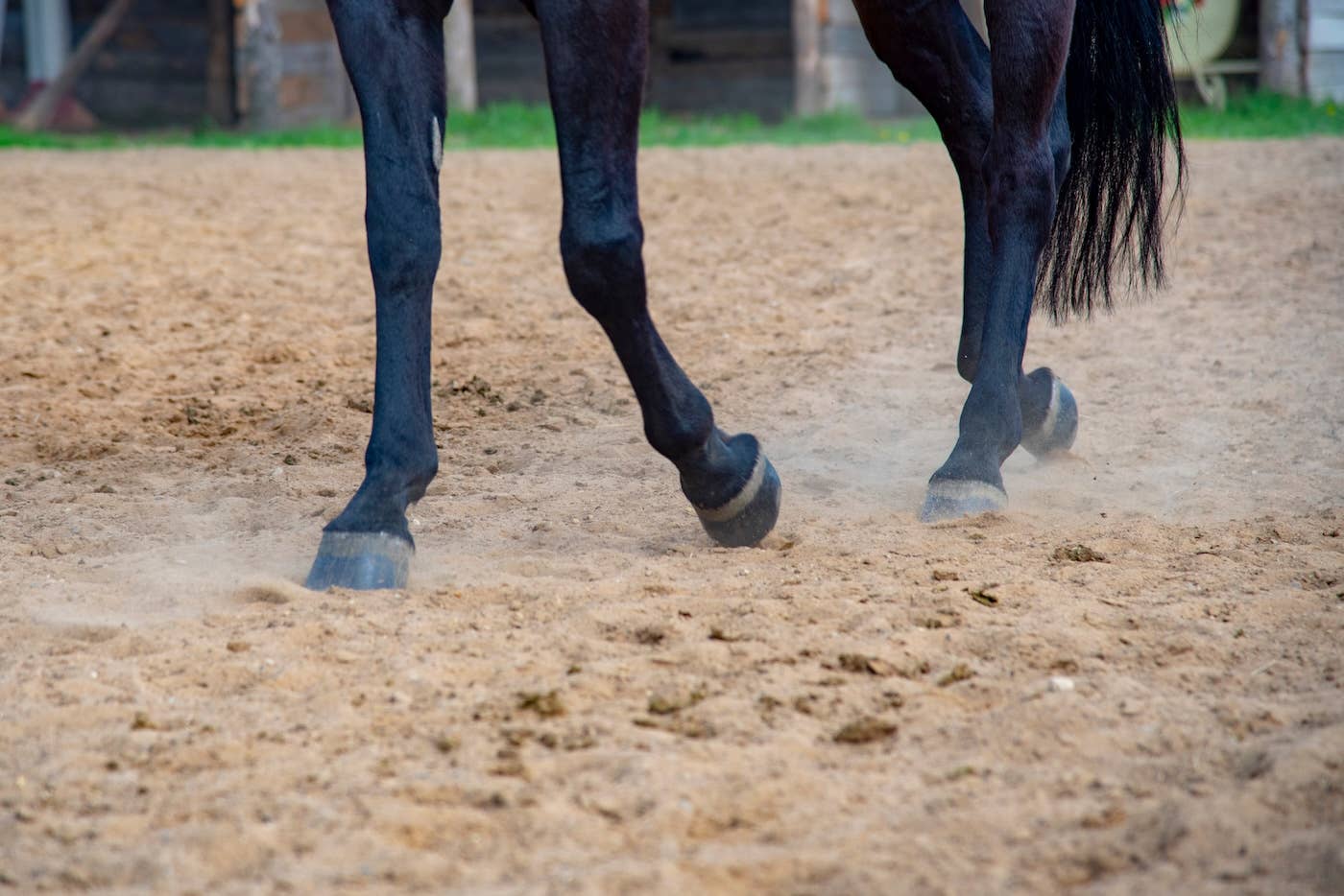 $10 Million Horse Prancing Around Knows His Worth - Parade Pets