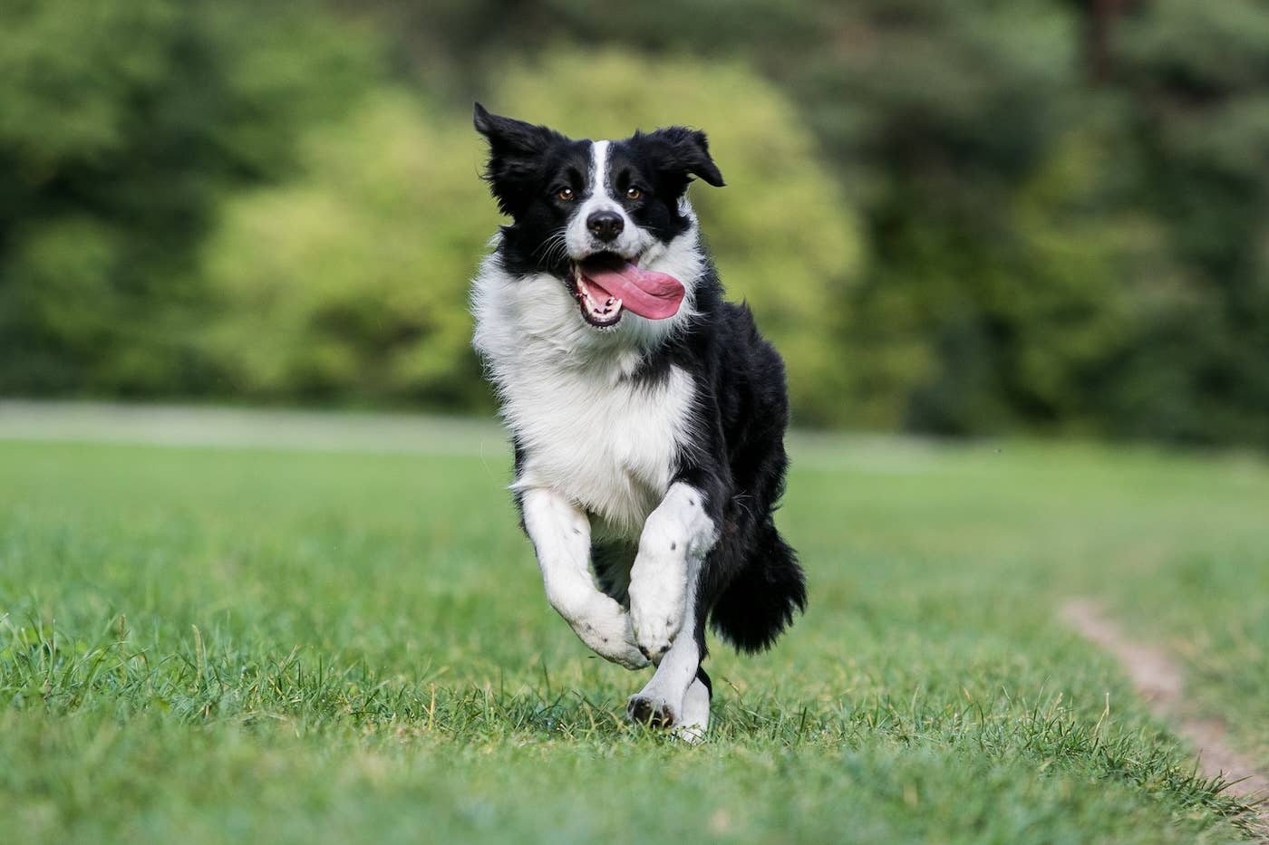 Man Becomes Abandoned Border Collie Puppy's Guardian Angel - Parade Pets