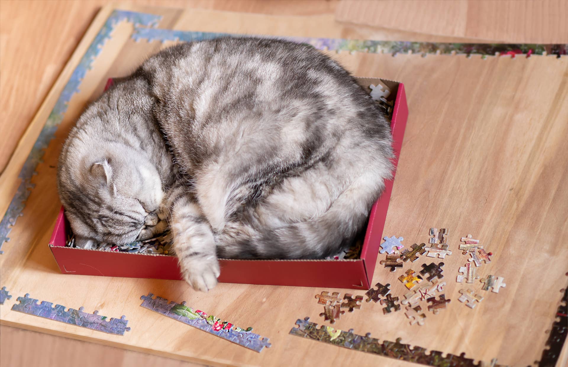 This Gray Cat Turned Puzzle Time Into A Standoff and Kitty Parents ...