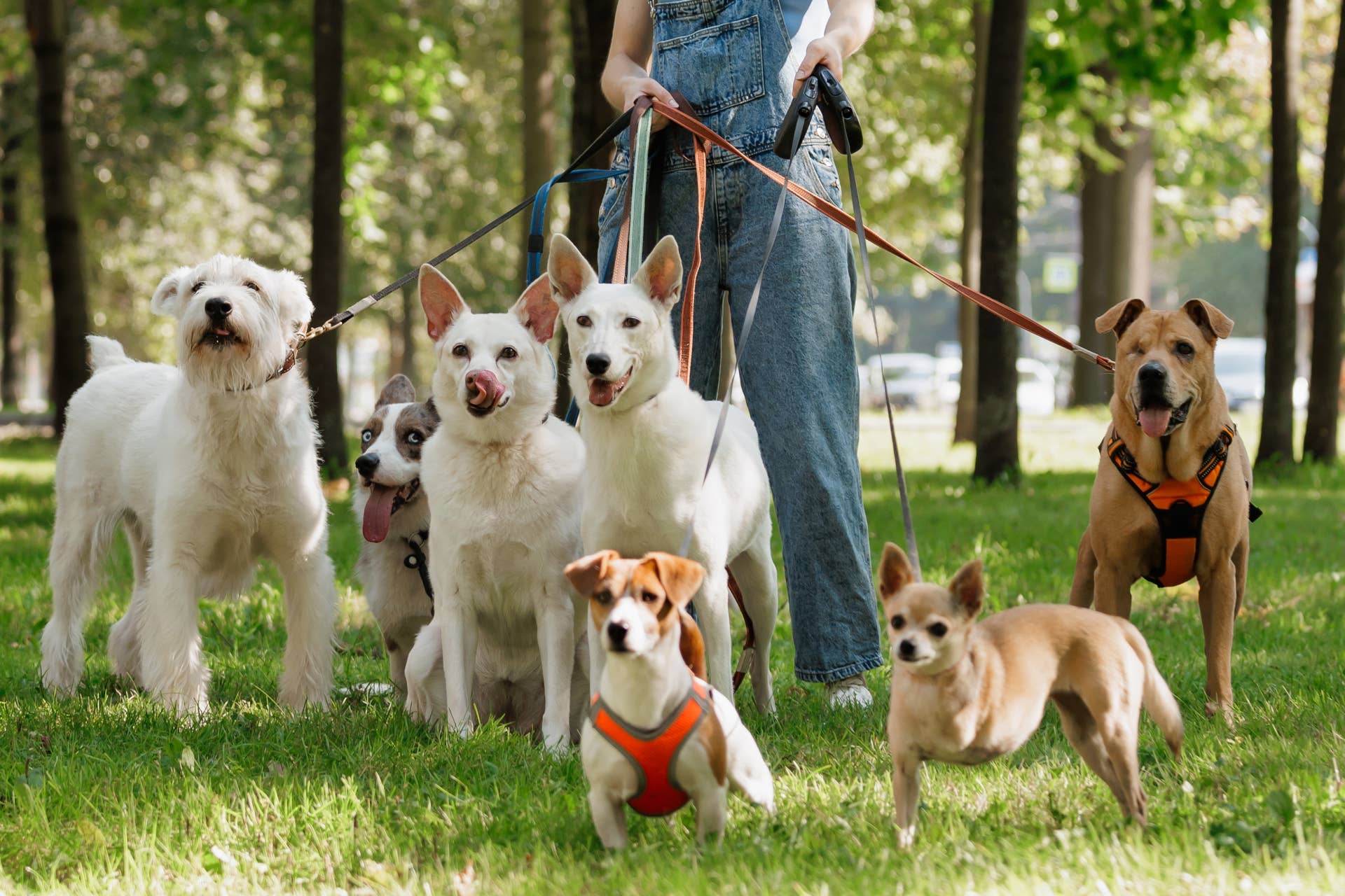 Nationwide’s 2026 Wacky Pet Names Are Out of Control - Parade Pets