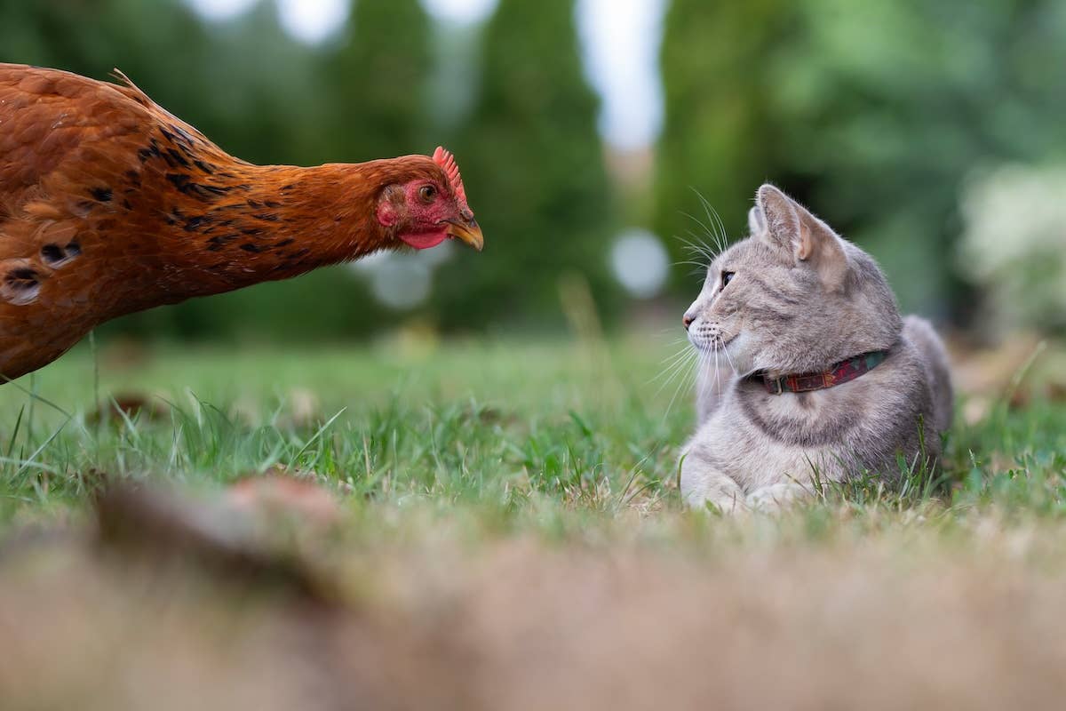 Chickens: Cute Photos, Funny Moments, and Backyard Life - Parade Pets