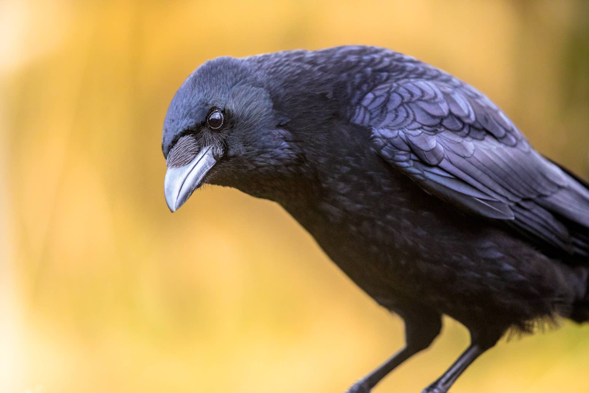 This Crow at Cincinnati Zoo Sorts Colors Like a Pro -- And It’s ...