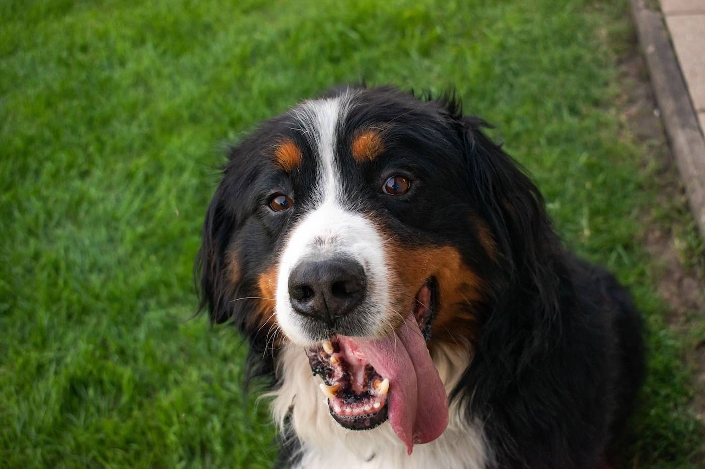 This Berner’s Shower Routine Is Better Than Yours - Parade Pets