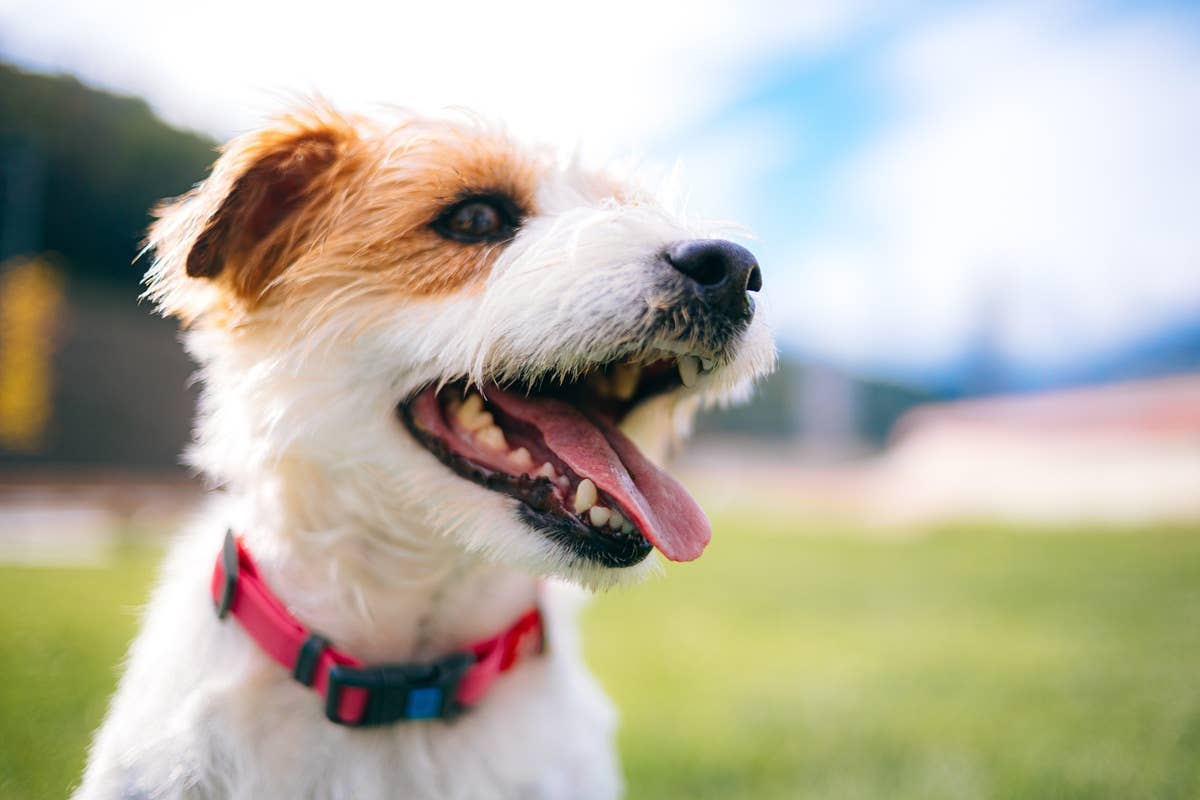 7 Dog Breeds That Are More Energetic Than They Look - Parade Pets