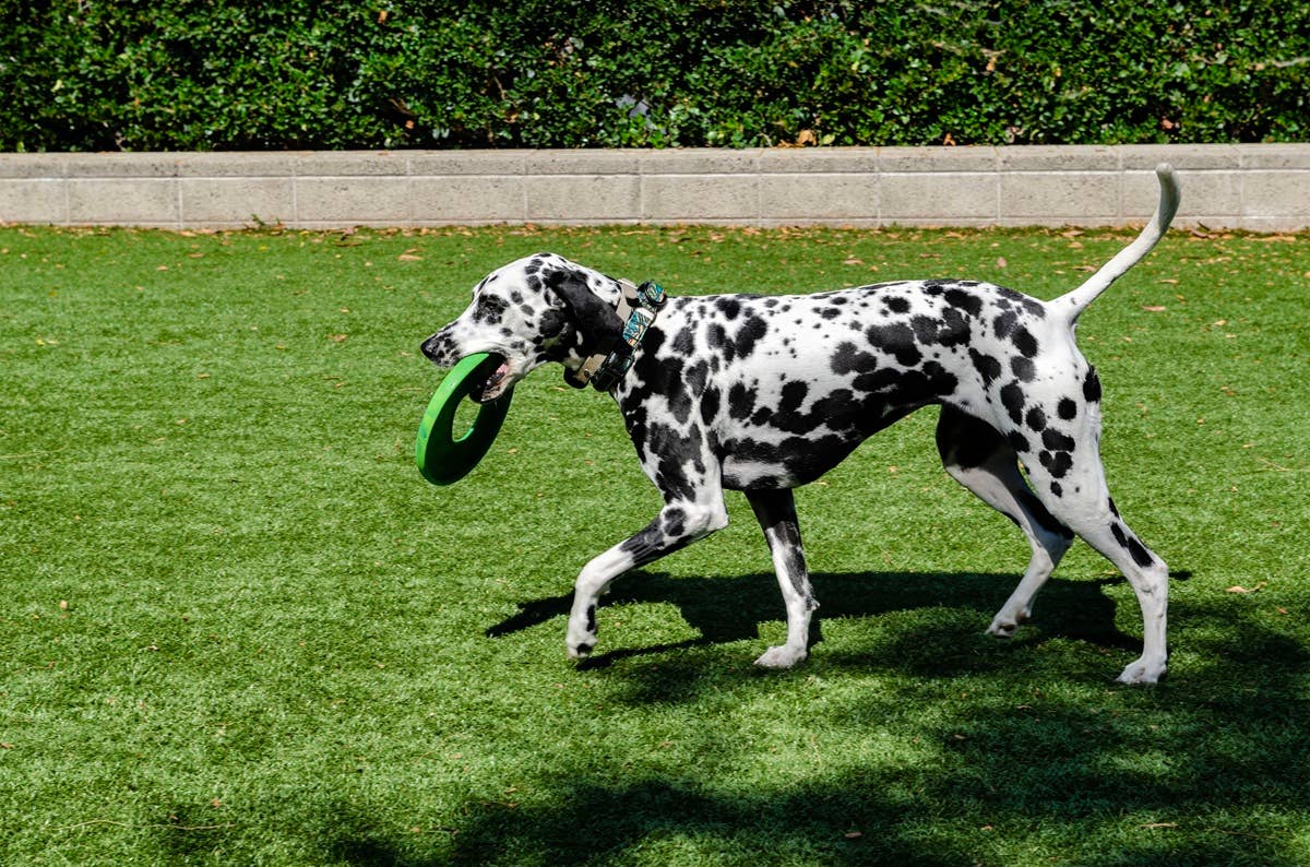7 Dog Breeds That Are More Energetic Than They Look - Parade Pets