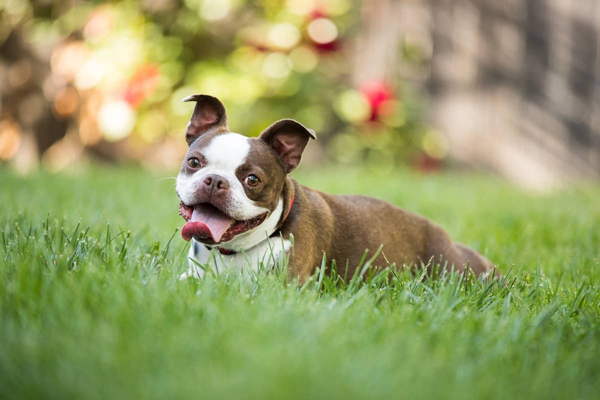 7 Dog Breeds That Are More Energetic Than They Look - Parade Pets