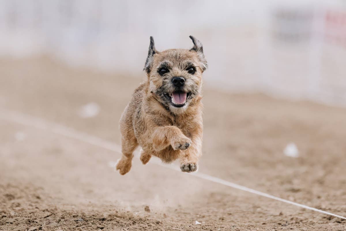 7 Dog Breeds That Are More Energetic Than They Look - Parade Pets