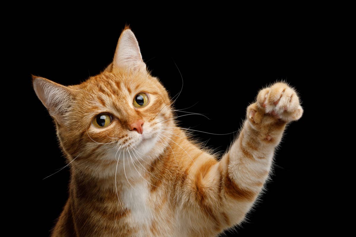 Paralyzed Cat's Clever 'System' for Getting Treats Is Pretty Genius ...