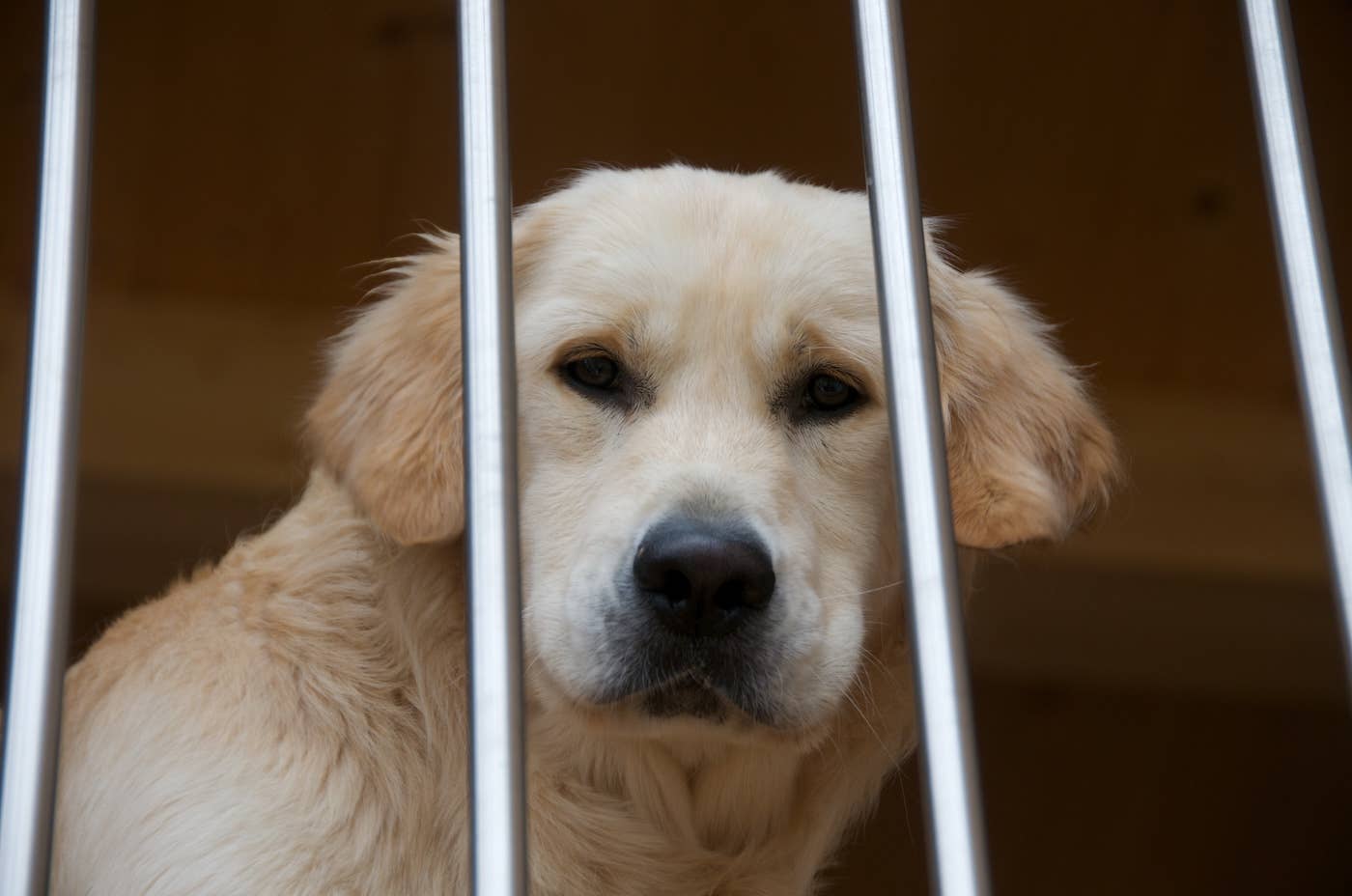 Golden Retriever in ‘Grandpa Jail’ Has Silliest Escape Plan - Parade Pets