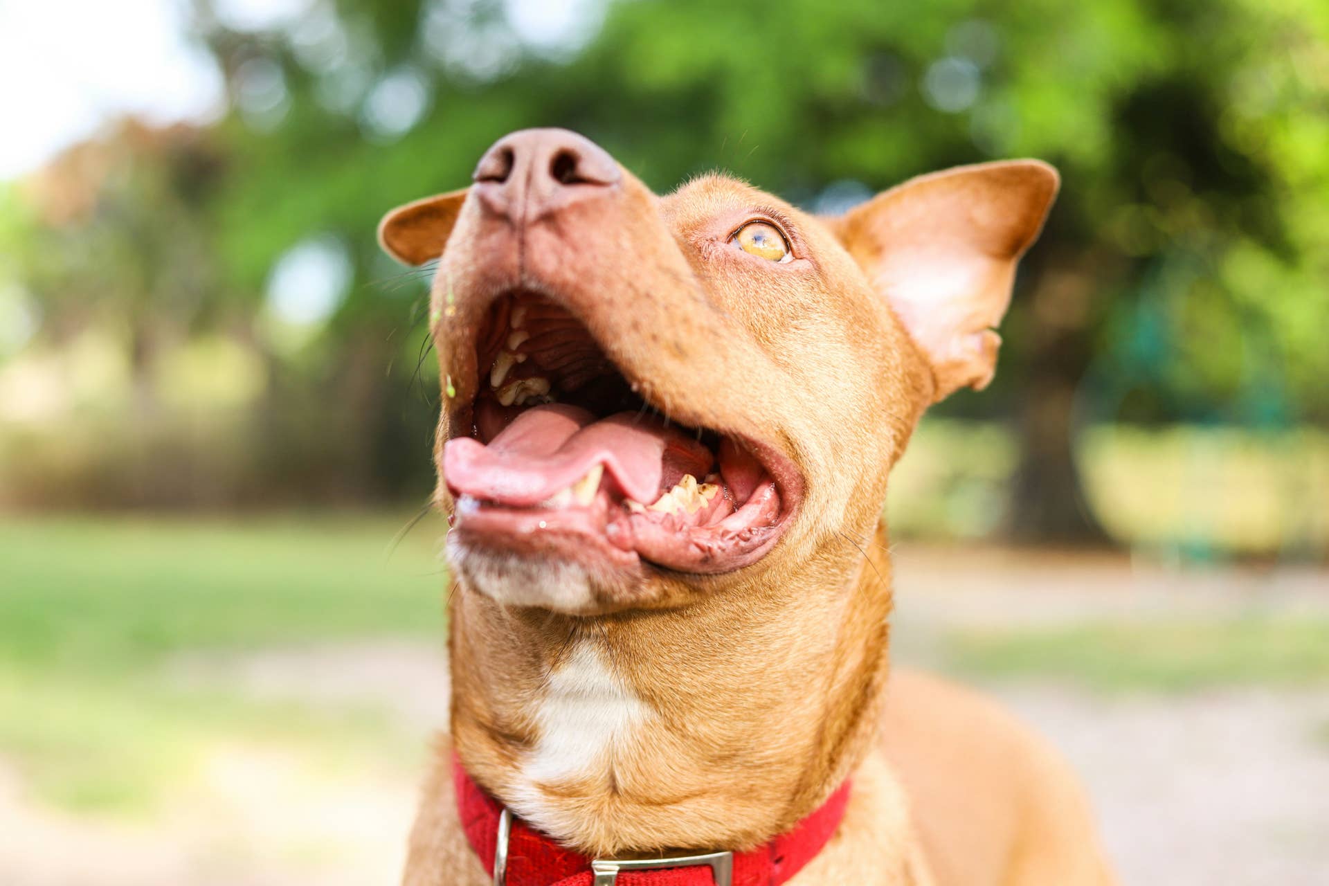 Shelter Pit Bull Mix Finally Gets Adopted After 726 Days — and Her Face ...