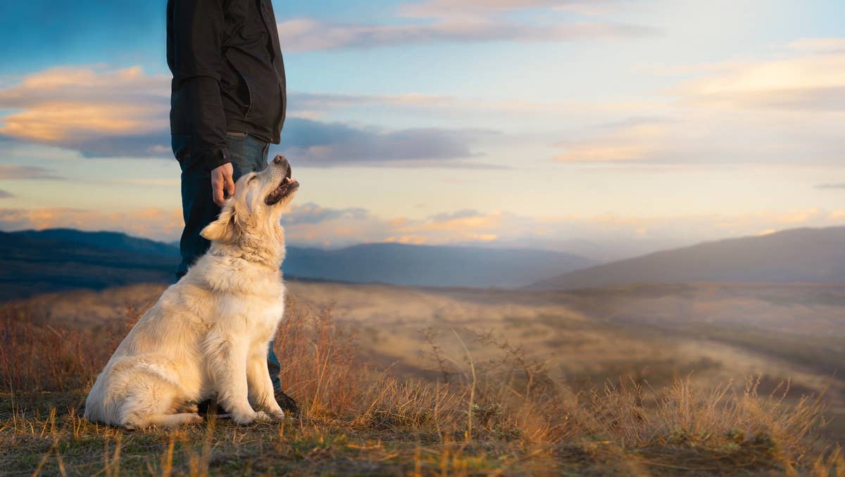 4 Dog Birth Months Said to Reveal Divine Traits, Per an Astrologer ...