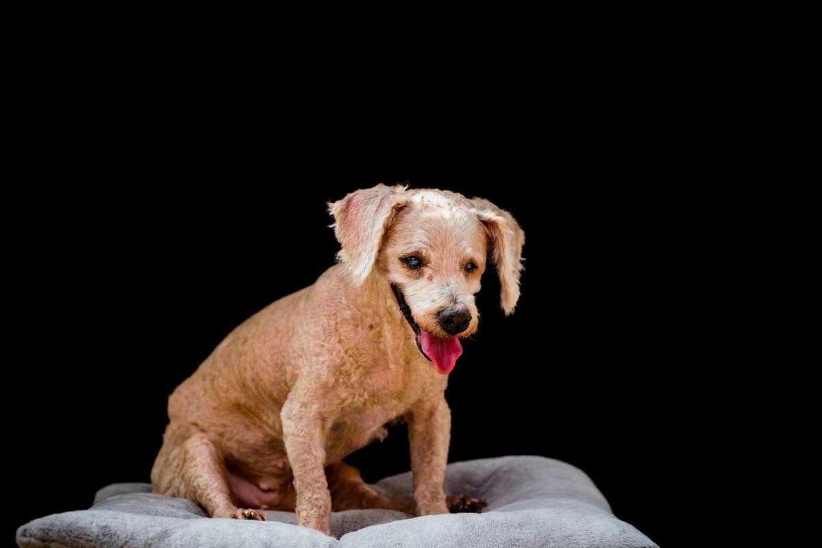 Toy Spaniel Called 'Oldest Dog in the World' Gets Second Chance — and ...