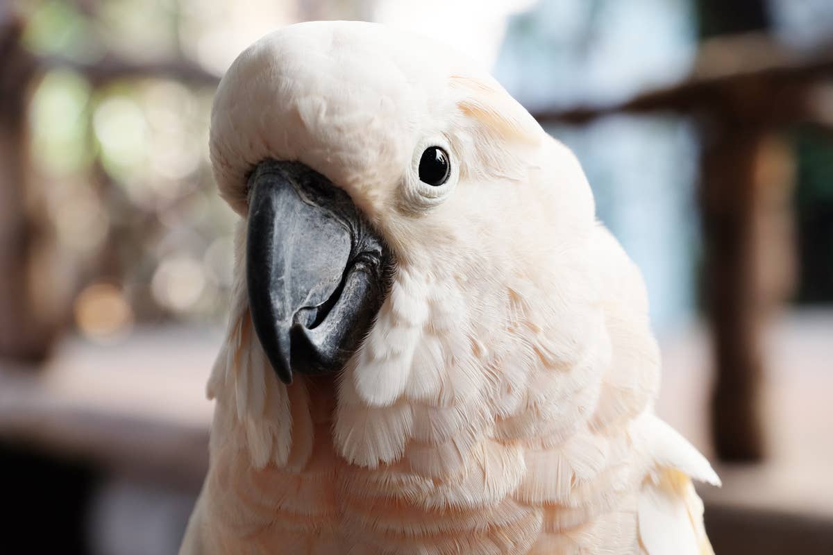 Cockatoos: Funny Moments, Cute Photos, and Big Personalities - Parade Pets