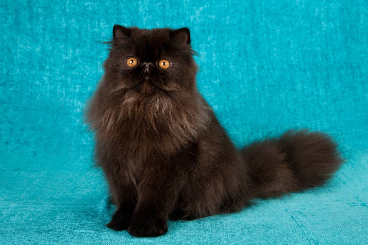 Lost Persian Cat Has the Sweetest Reunion With Mom After Days-Long ...