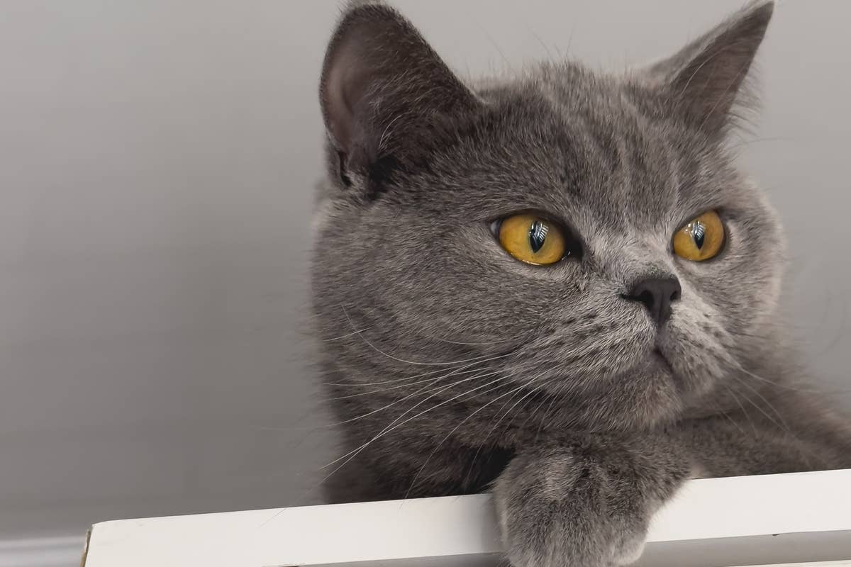 Chunky Gray Cat Makes for the Cutest Micromanager to His Work-From-Home ...