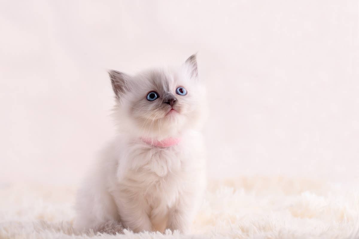 Mom Turns a Dollhouse Into a Princess Fairy Land for Her Ragdoll Kitten ...