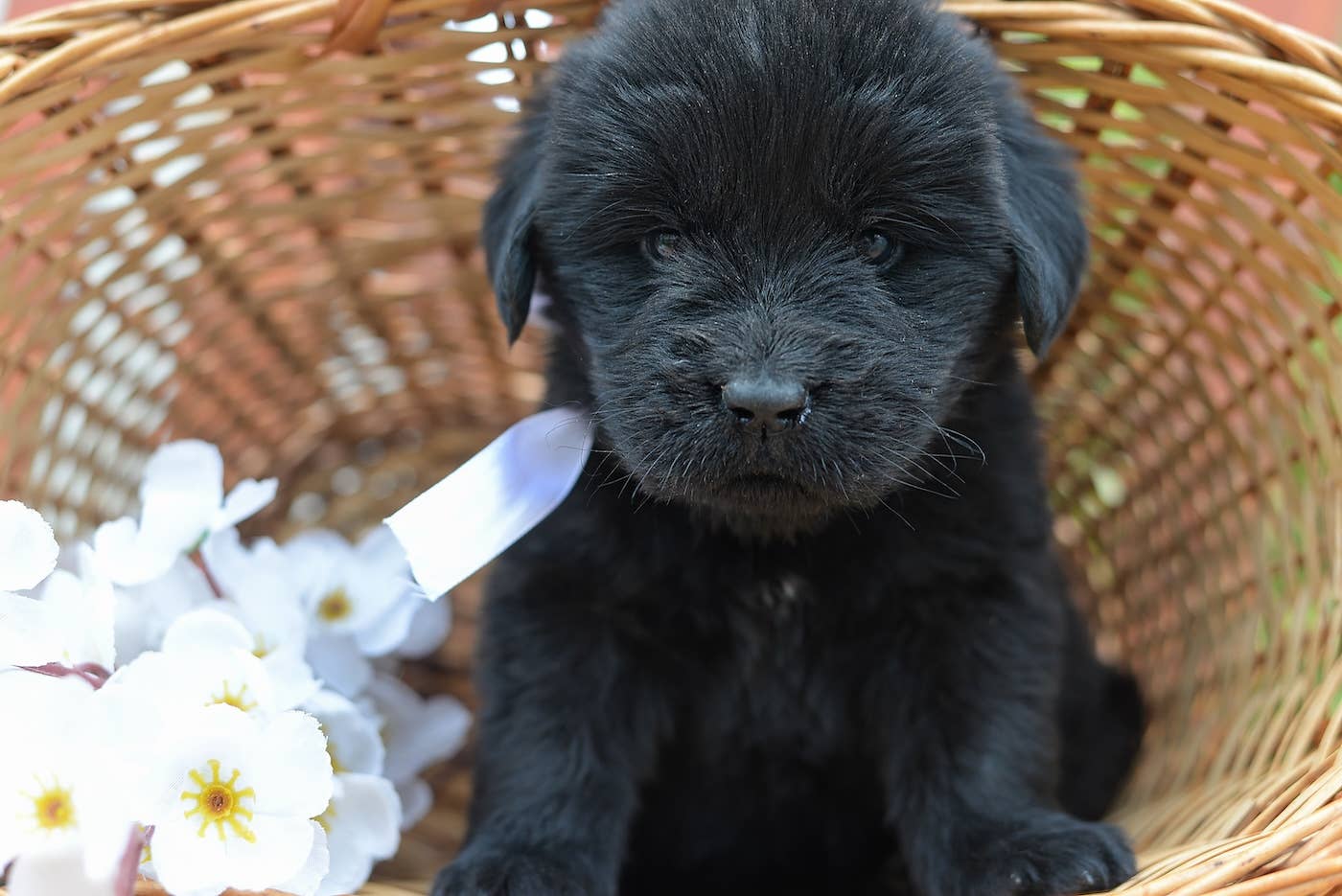 Super Rare Newfoundland-Corgi Mix Looks Like a Cookies and Cream Bear ...