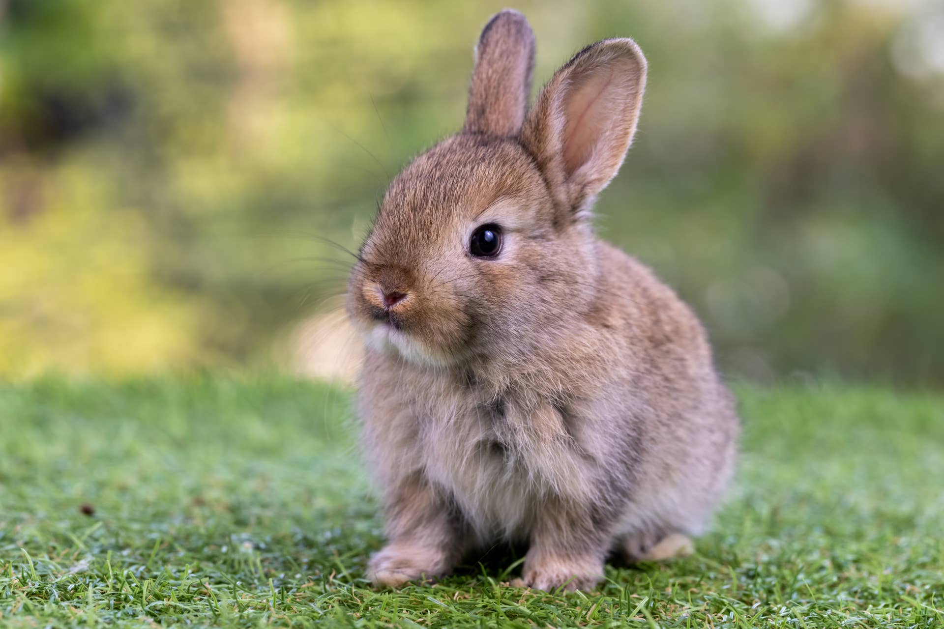 Which Cute Animal Matches Your Birth Month? - Parade Pets