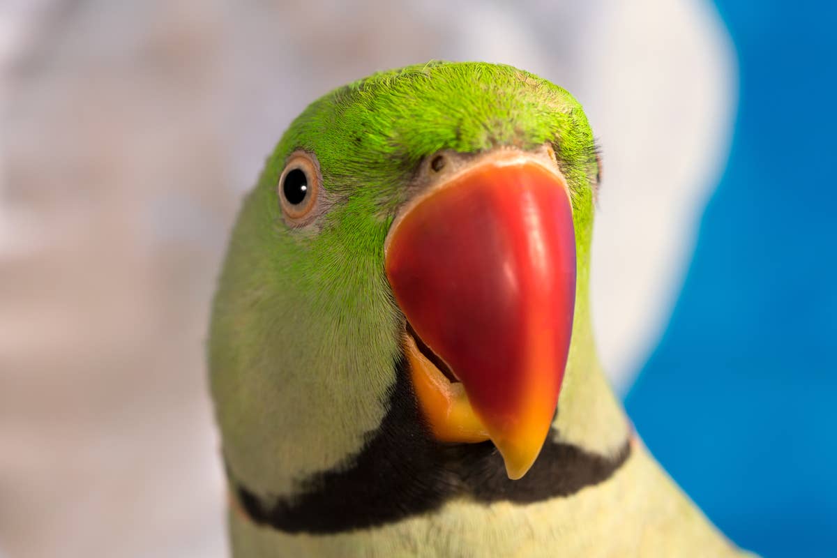 Indian Ringneck Parrot Asks Baby Brother for Kisses—and It's Too Sweet ...