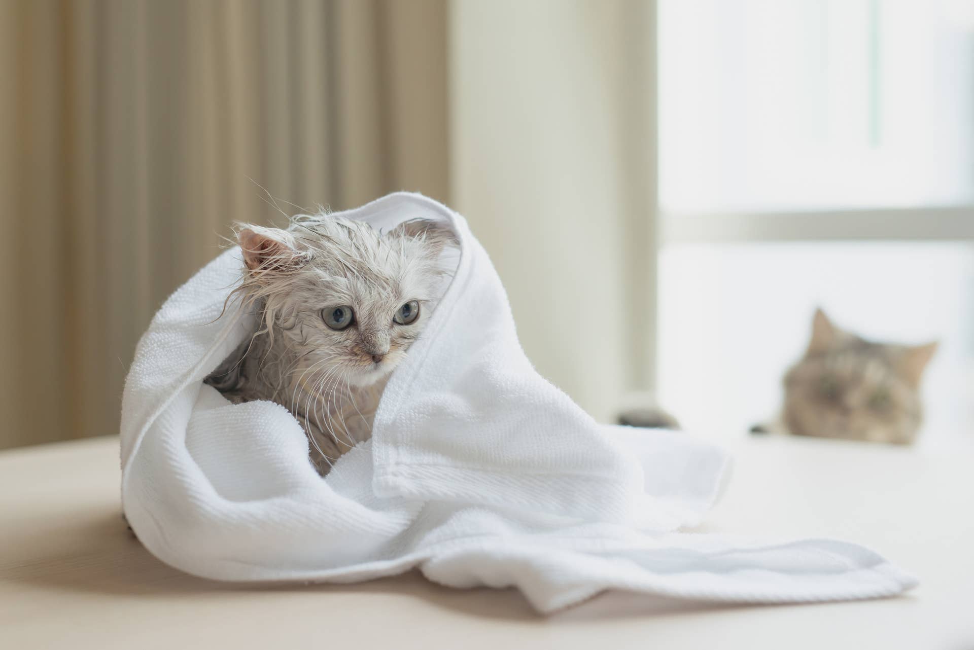 Angry Persian Cat 'Speaks in Cursive' After Getting Unwanted Bath ...