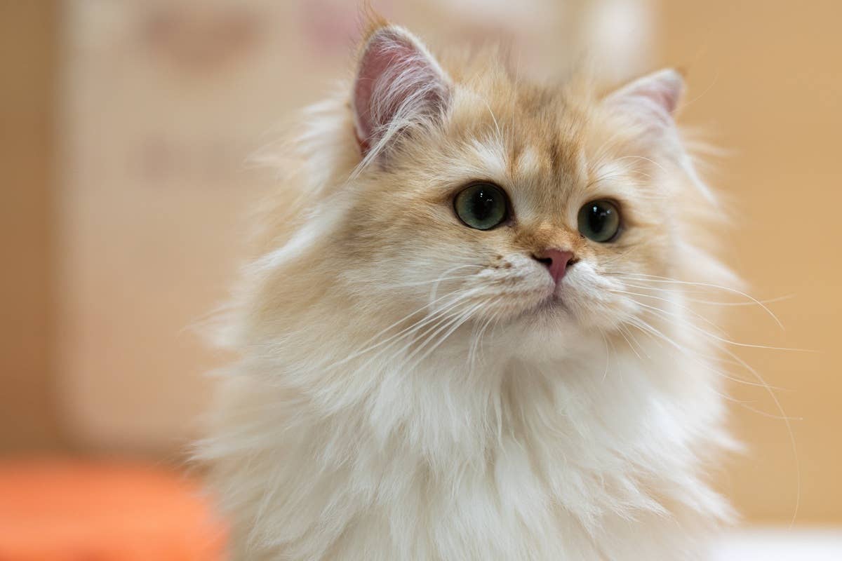 5 Strange Things Your Cat Can Predict—Vets Explain Why - Parade Pets